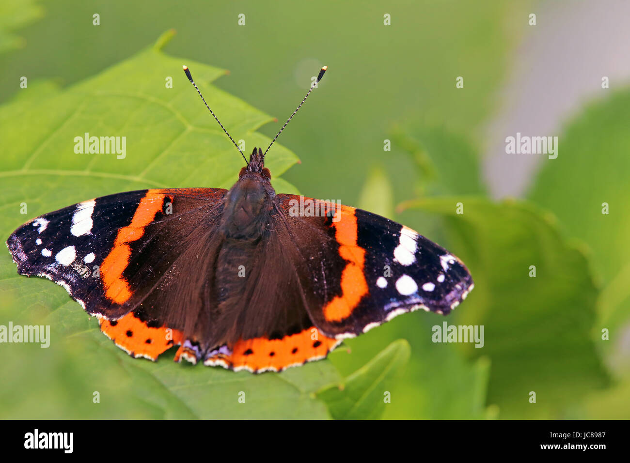 Reddish moth hi-res stock photography and images - Alamy