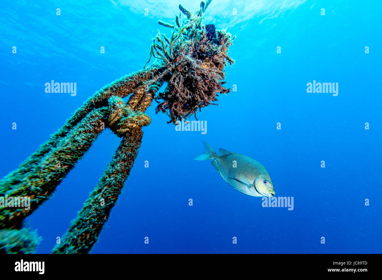 Java rabbitfish (Siganus javus) fish eating algae Stock Photo - Alamy