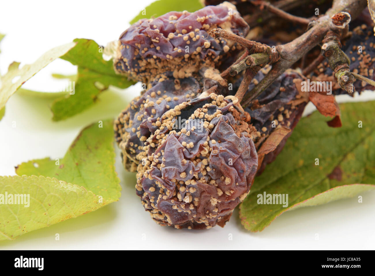 Inedible plums hi-res stock photography and images - Alamy