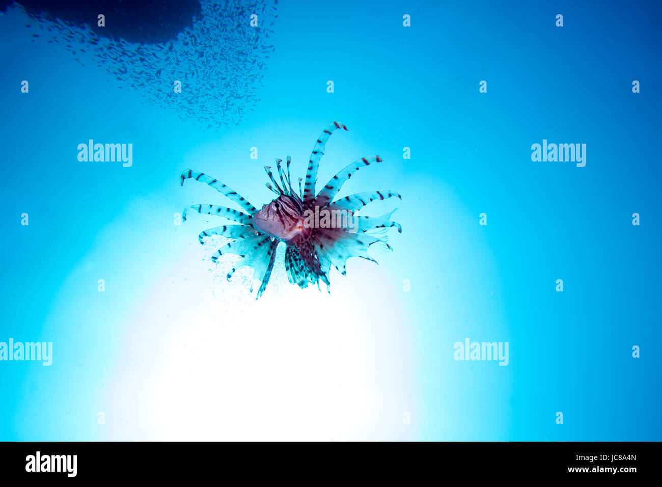 Pacific Lionfish (Pterois miles) with sun and surface background Stock ...