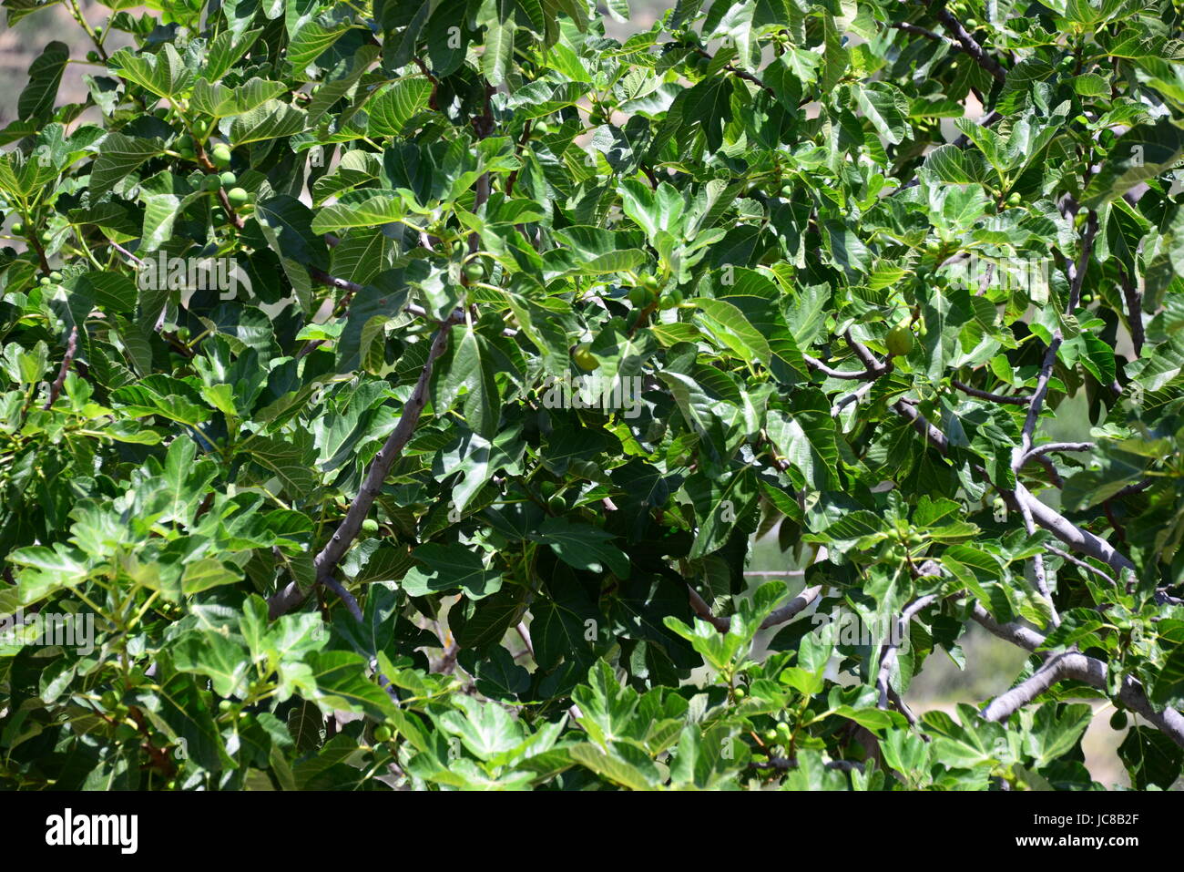 fig tree - spain Stock Photo - Alamy