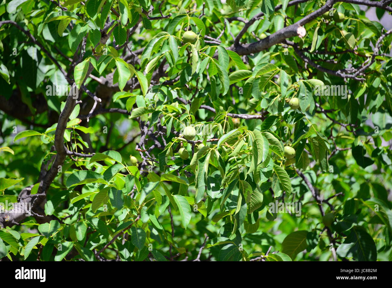 walnut tree - spain Stock Photo - Alamy