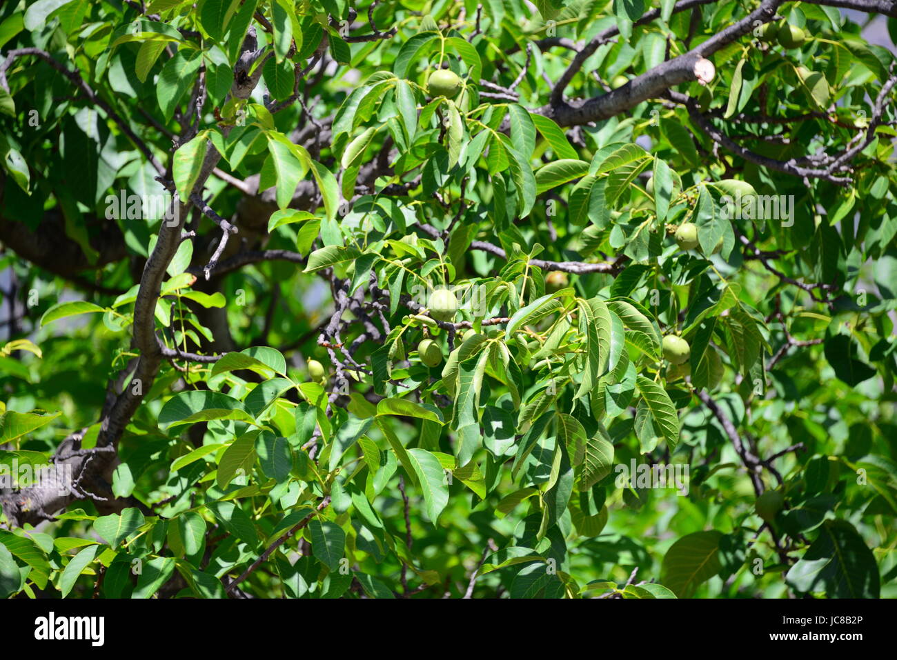 walnut tree - spain Stock Photo - Alamy