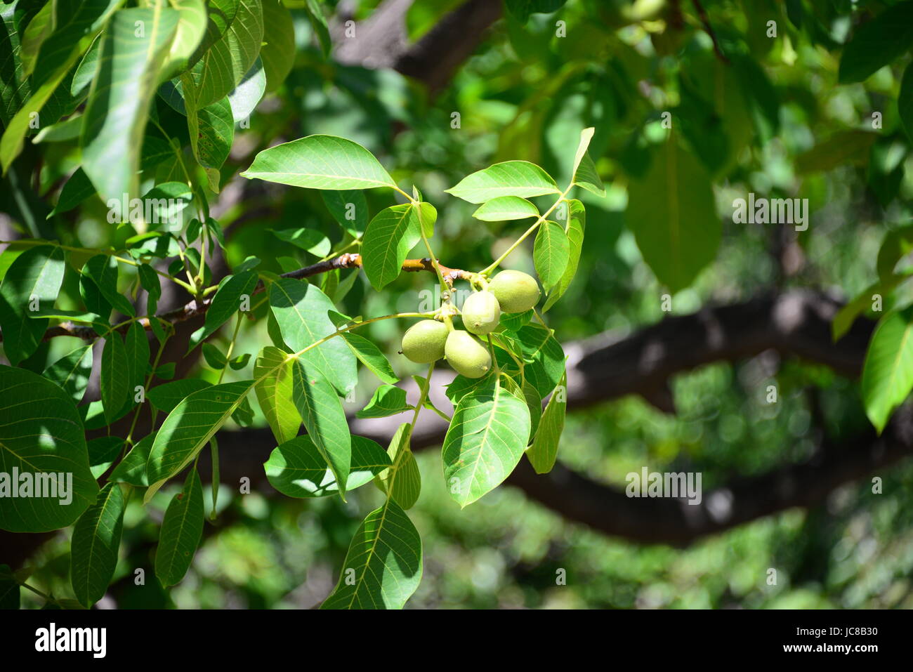 walnut tree - spain Stock Photo - Alamy