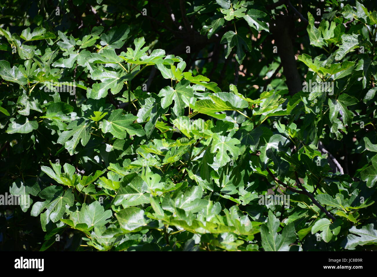 autumn foliage fig tree Stock Photo - Alamy
