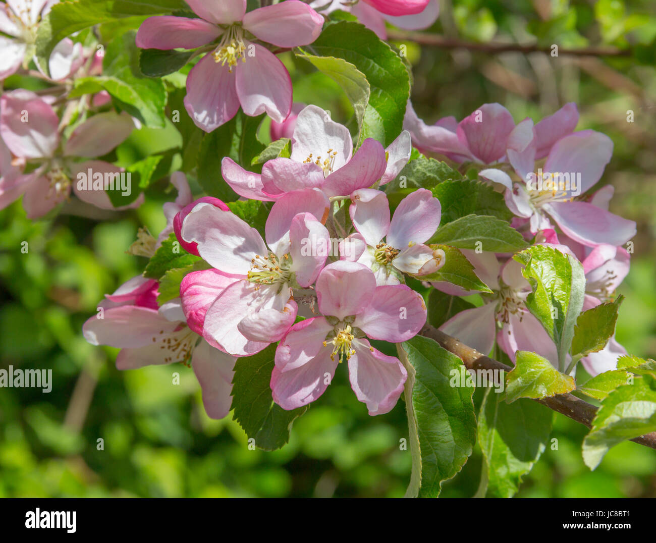 sunny illuminated apple blossoms on apple tree closeup Stock Photo - Alamy