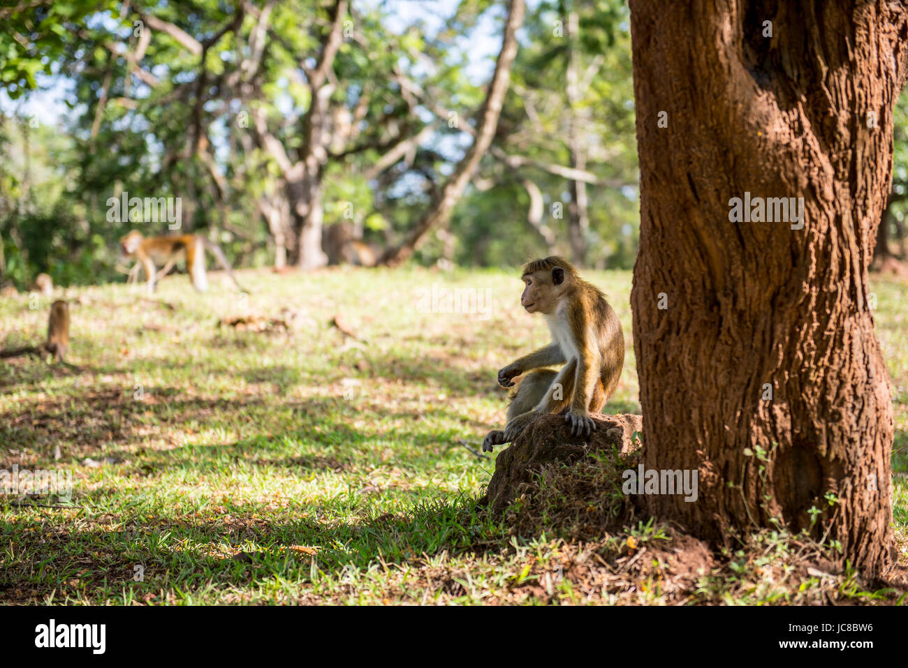 A sitting monkey under the tree Stock Photo - Alamy