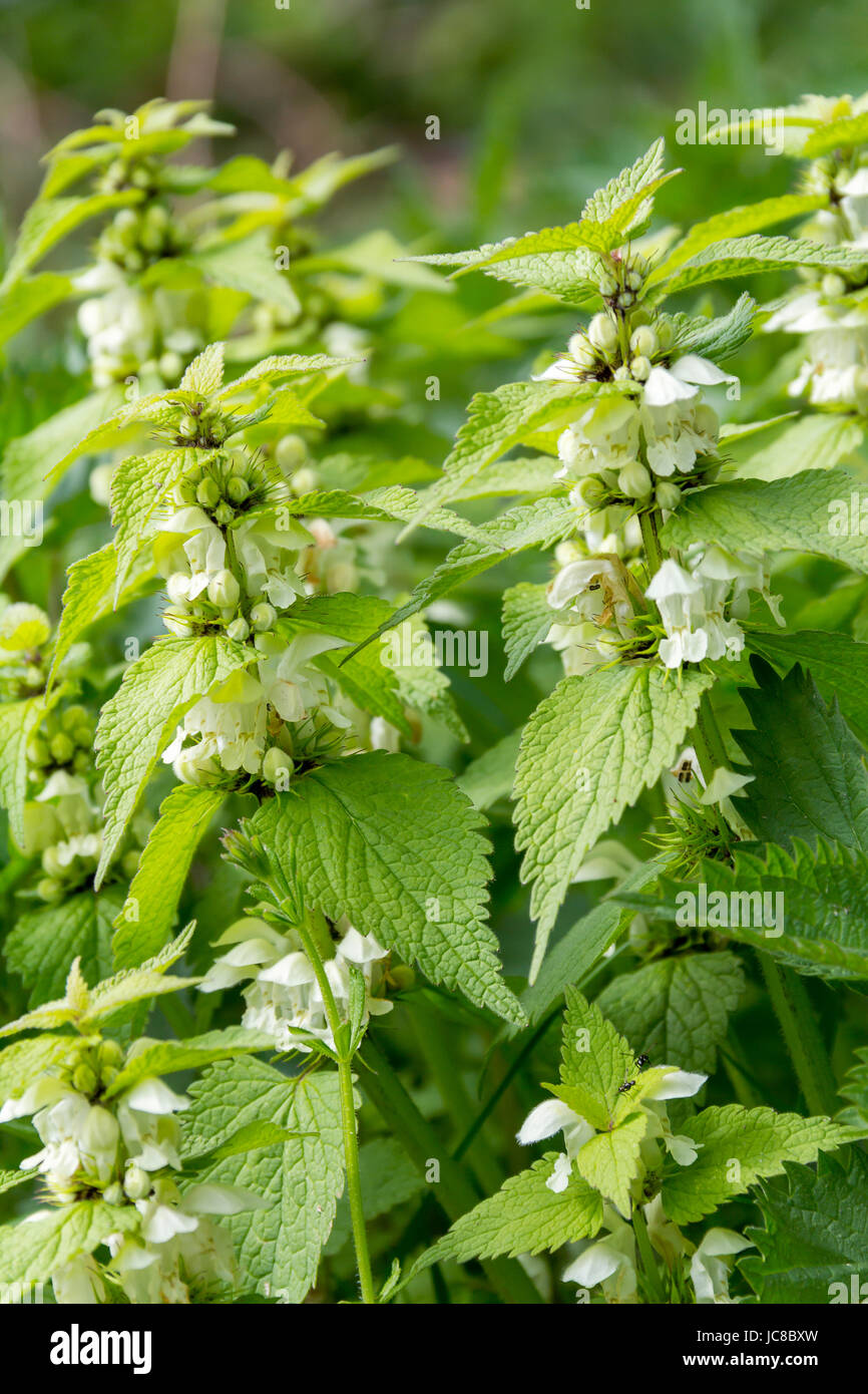 Dead nettle ground cover hi-res stock photography and images - Alamy