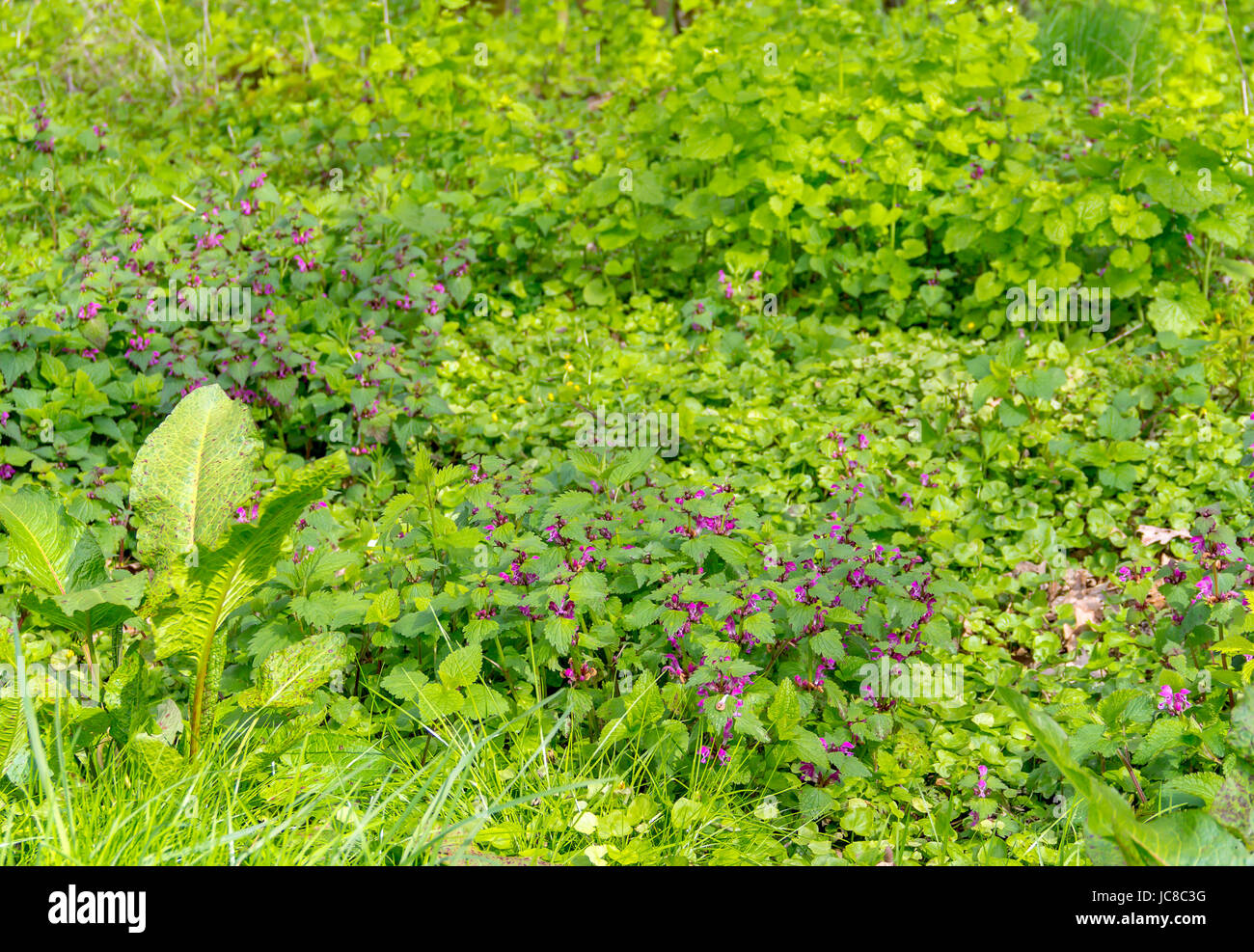 dense ground cover vegetation closeup in a forest at spring time Stock ...