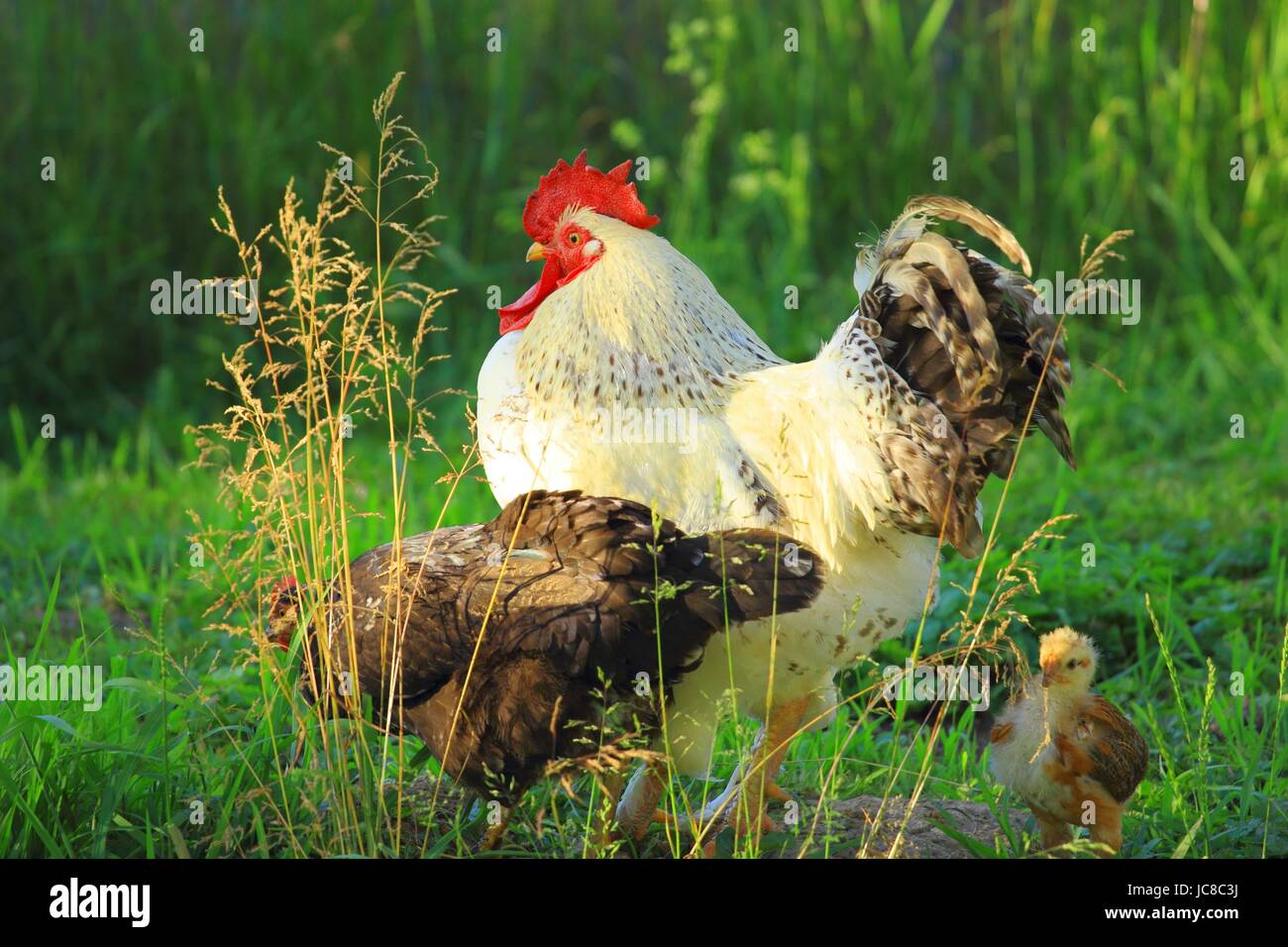 Rooster, hen and chick Stock Photo - Alamy