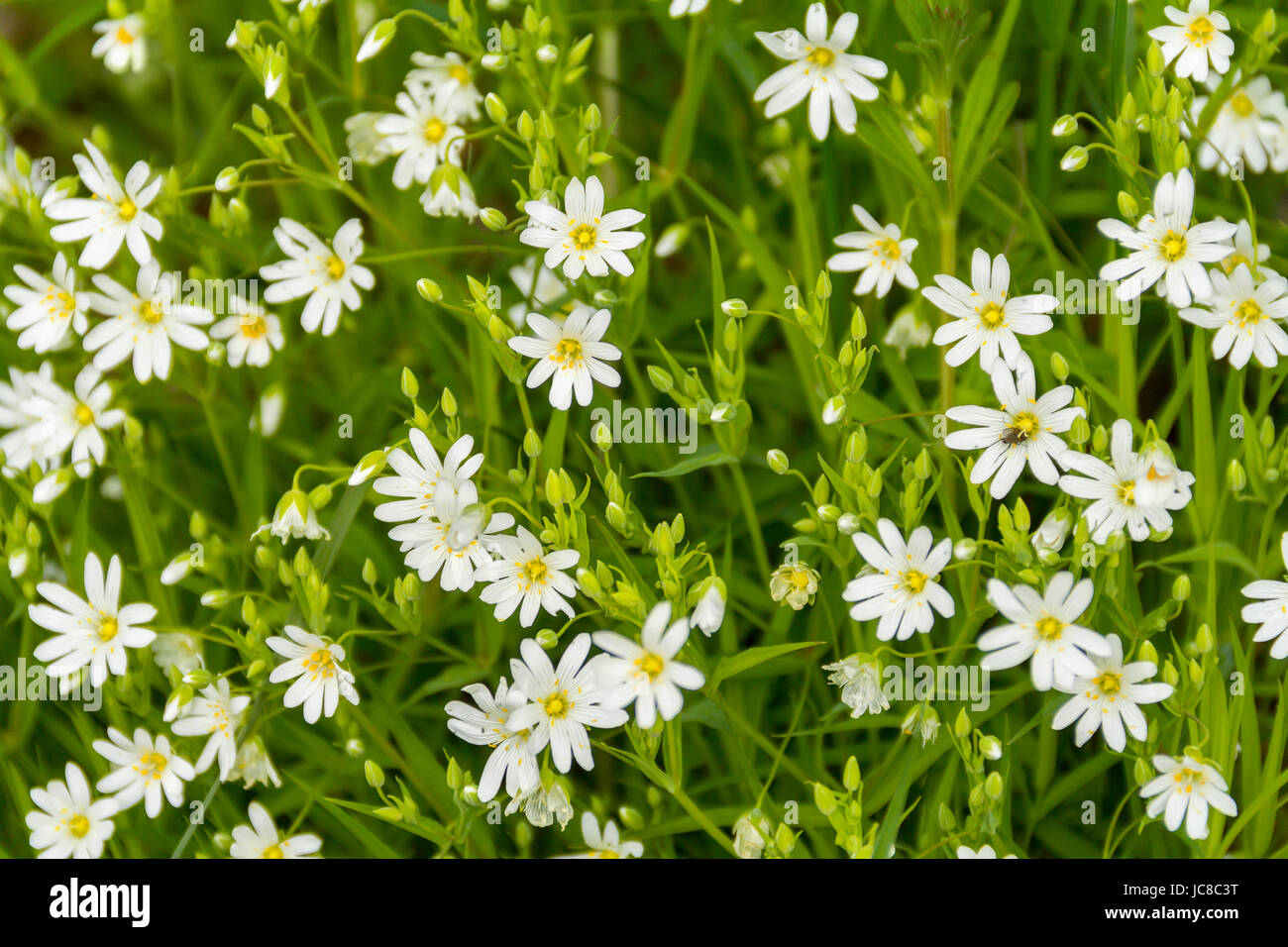 lots of white forest flowers closeup in natural ambiance seen from ...