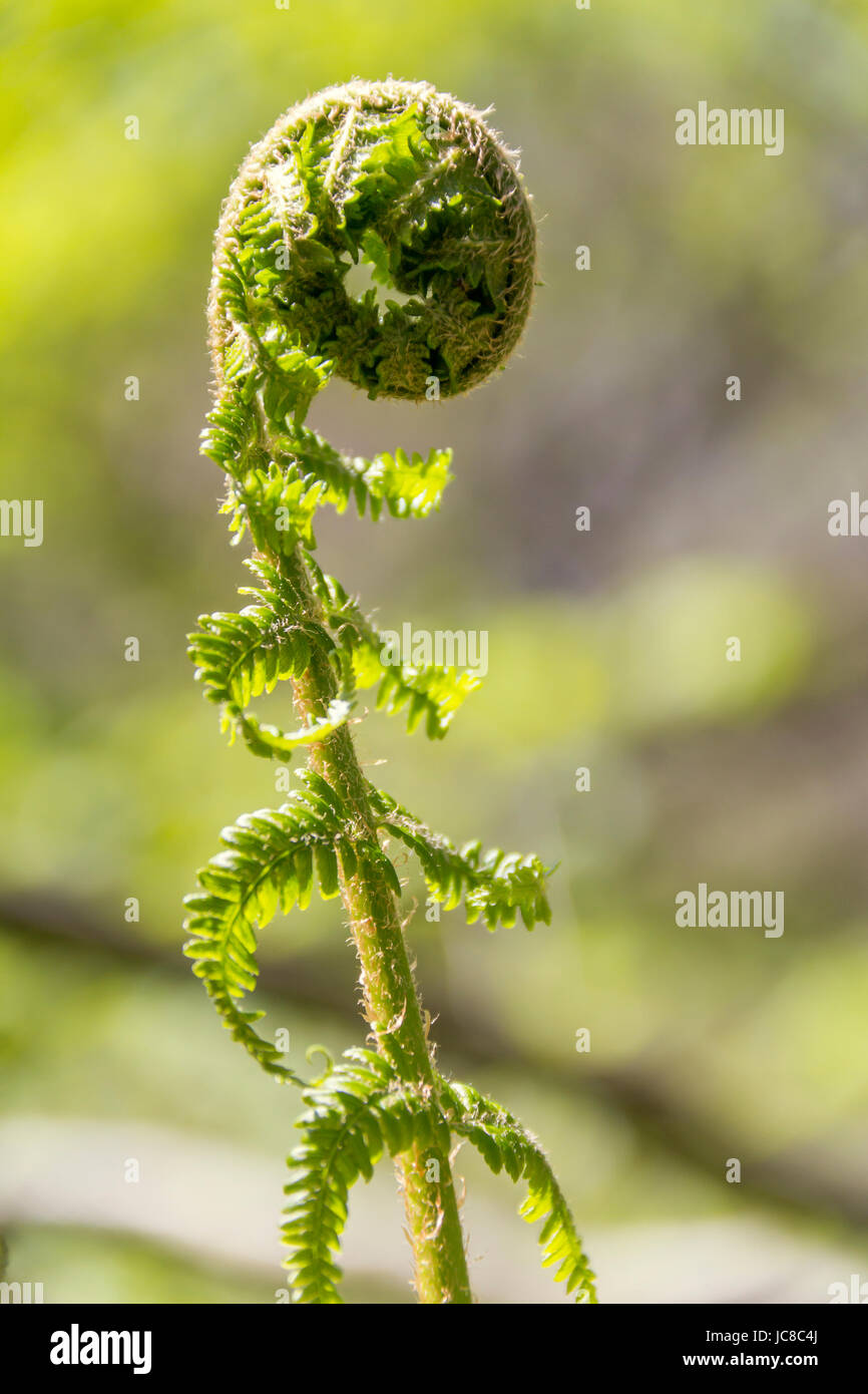 Rolled leaf plant hi-res stock photography and images - Alamy
