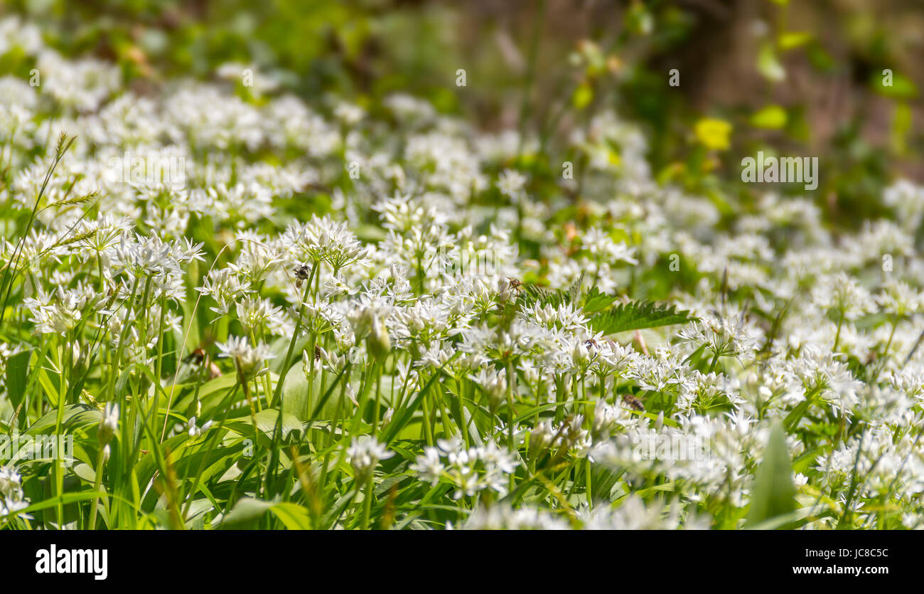 dense ground cover vegetation closeup in a forest at spring time Stock ...