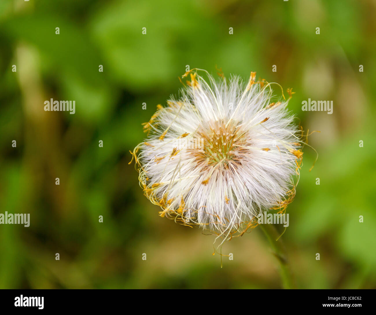 Fluffy white flower hi-res stock photography and images - Alamy