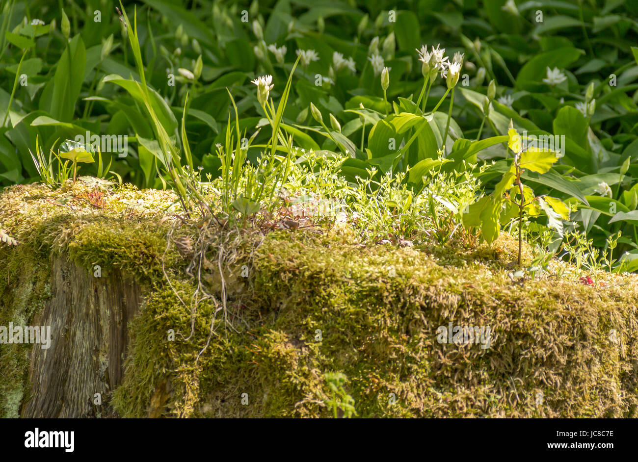 dense ground cover vegetation closeup on tree trunk in a forest at ...