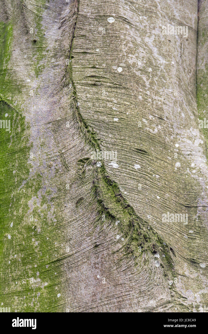 full frame natural abstract bark detail Stock Photo - Alamy