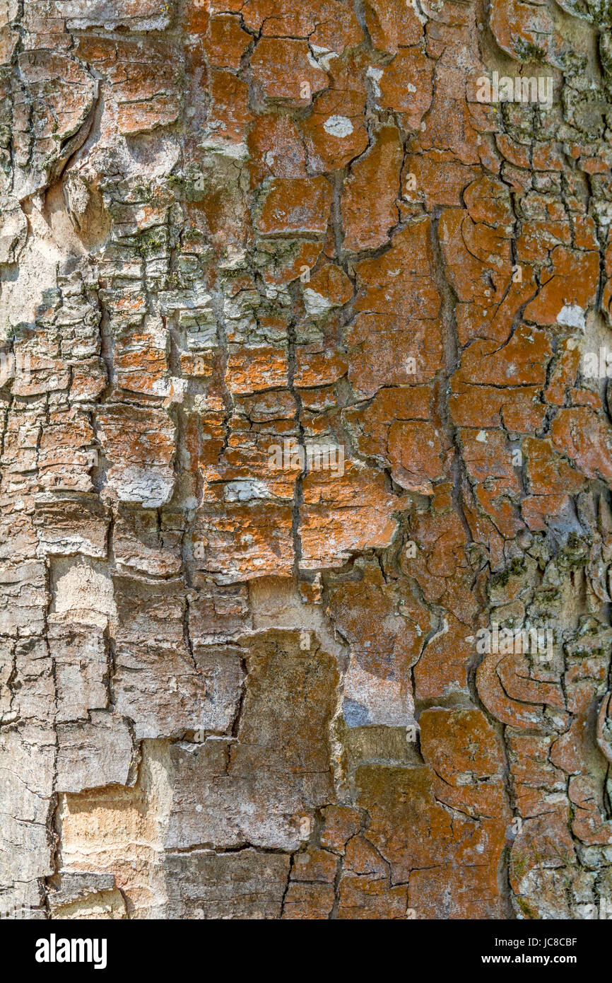 Dotted tree bark hi-res stock photography and images - Alamy
