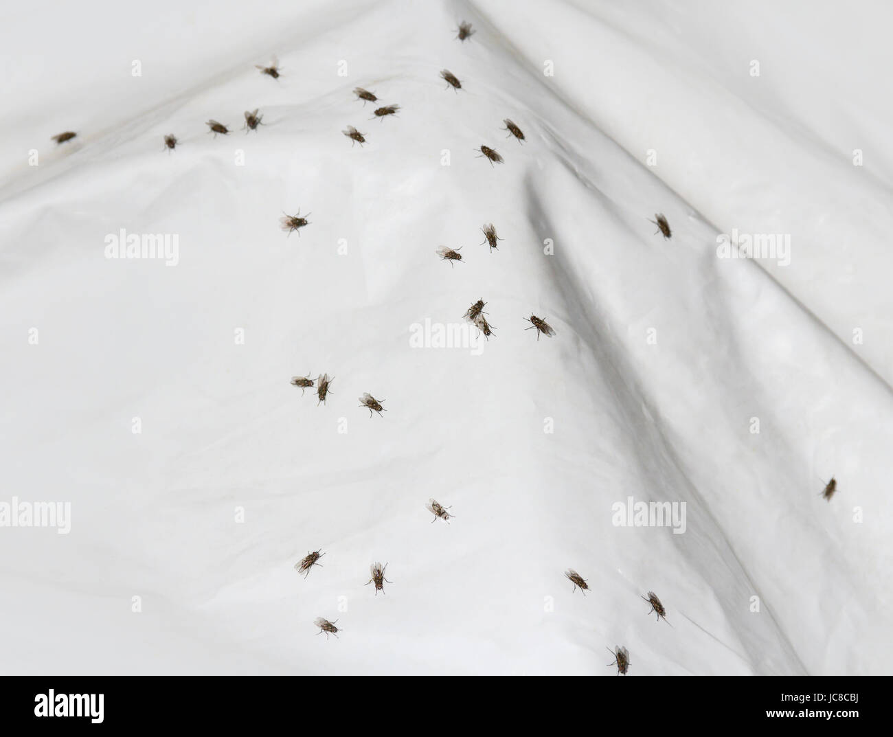lots of dark flies on white plastic film Stock Photo - Alamy