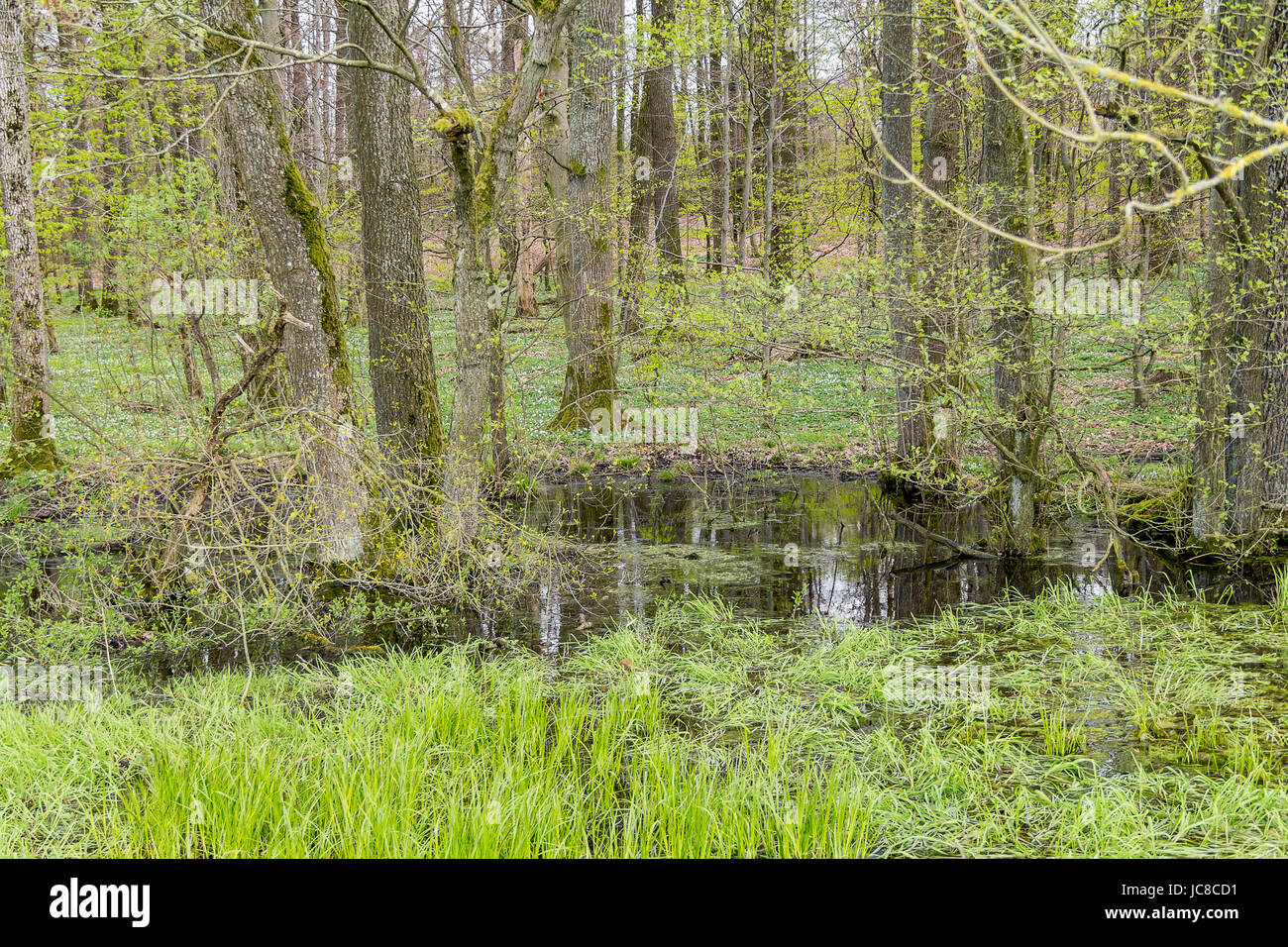 Swamp scenery hi-res stock photography and images - Alamy