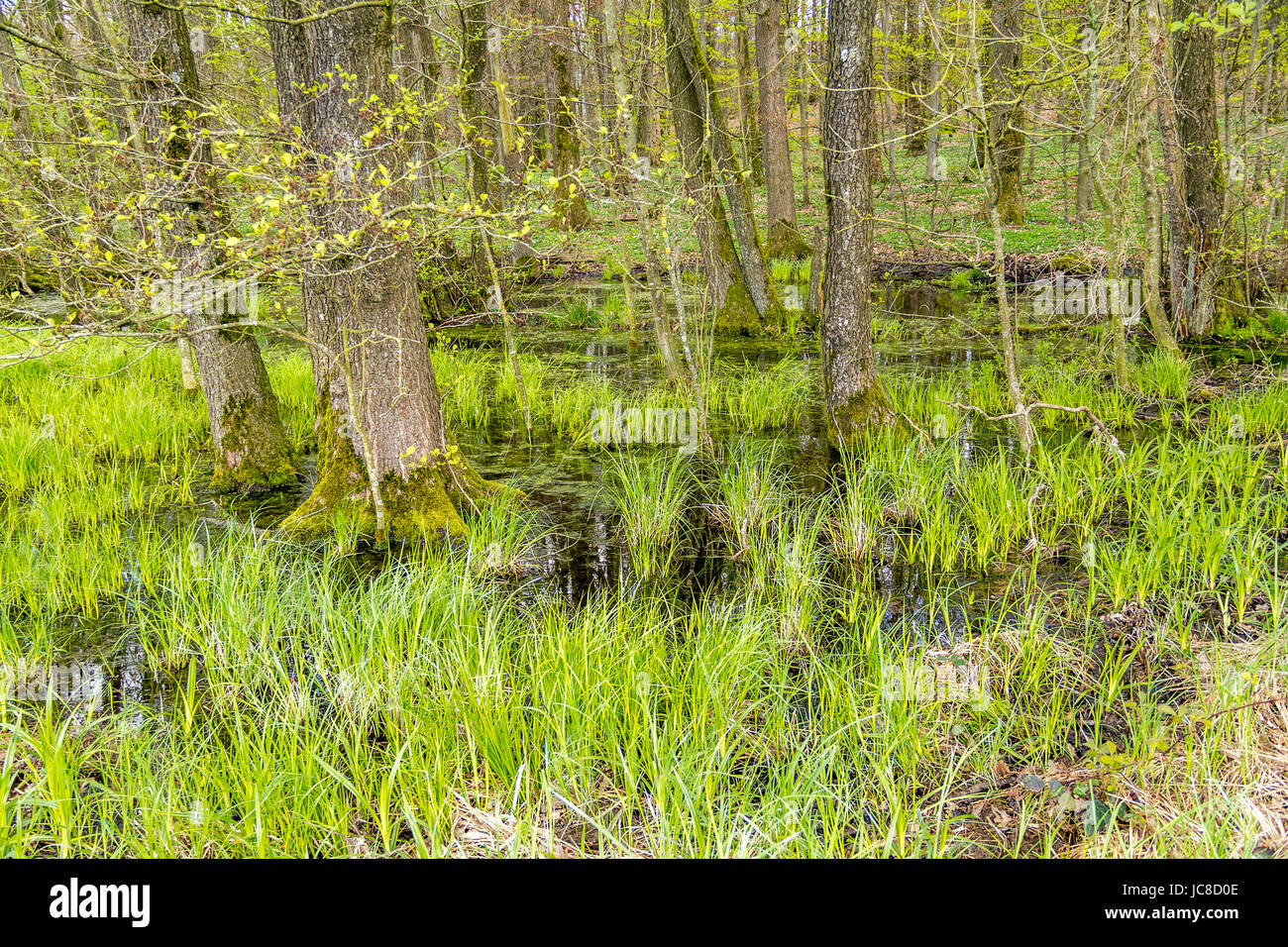swamp scenery in a forest at early spring time Stock Photo - Alamy
