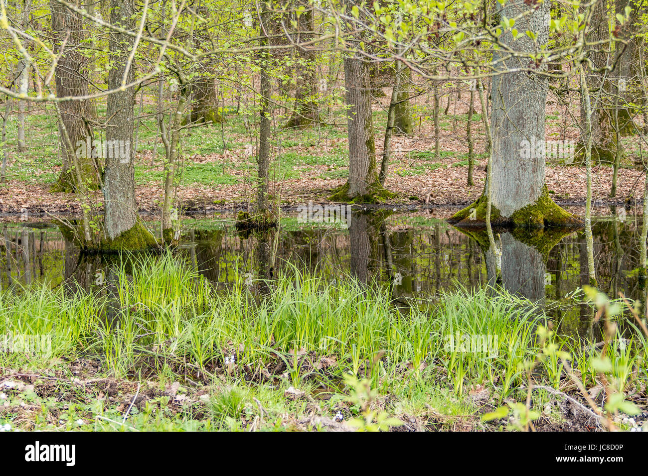 swamp scenery in a forest at early spring time Stock Photo - Alamy