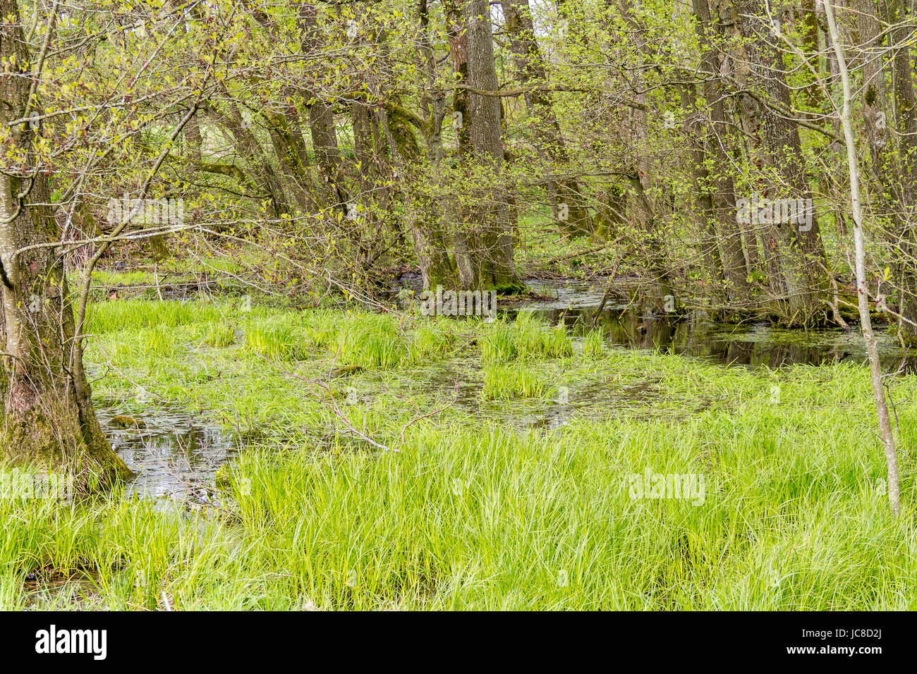 swamp scenery in a forest at early spring time Stock Photo - Alamy
