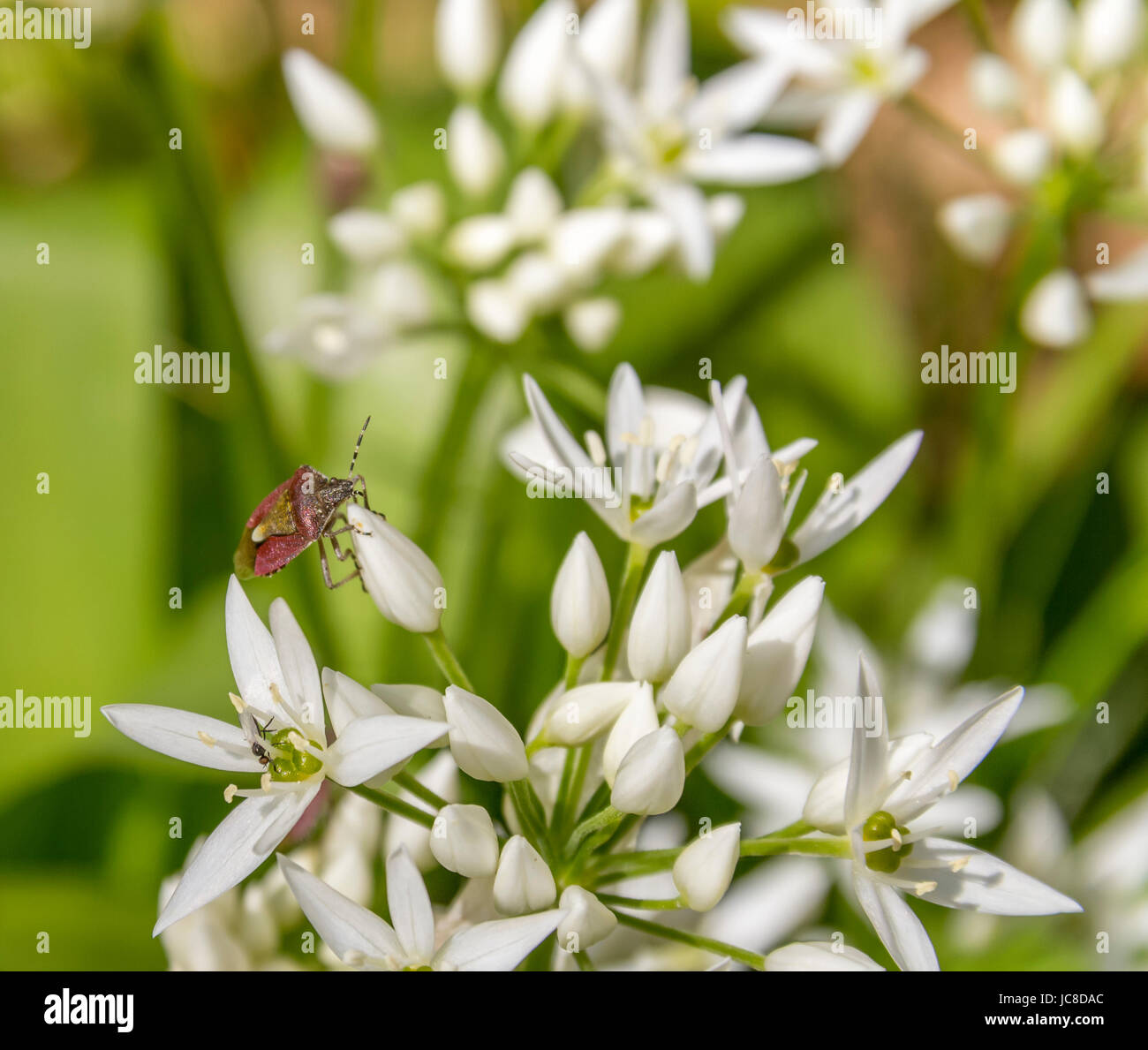 shield bug on ramsons blossom in sunny ambiance Stock Photo - Alamy