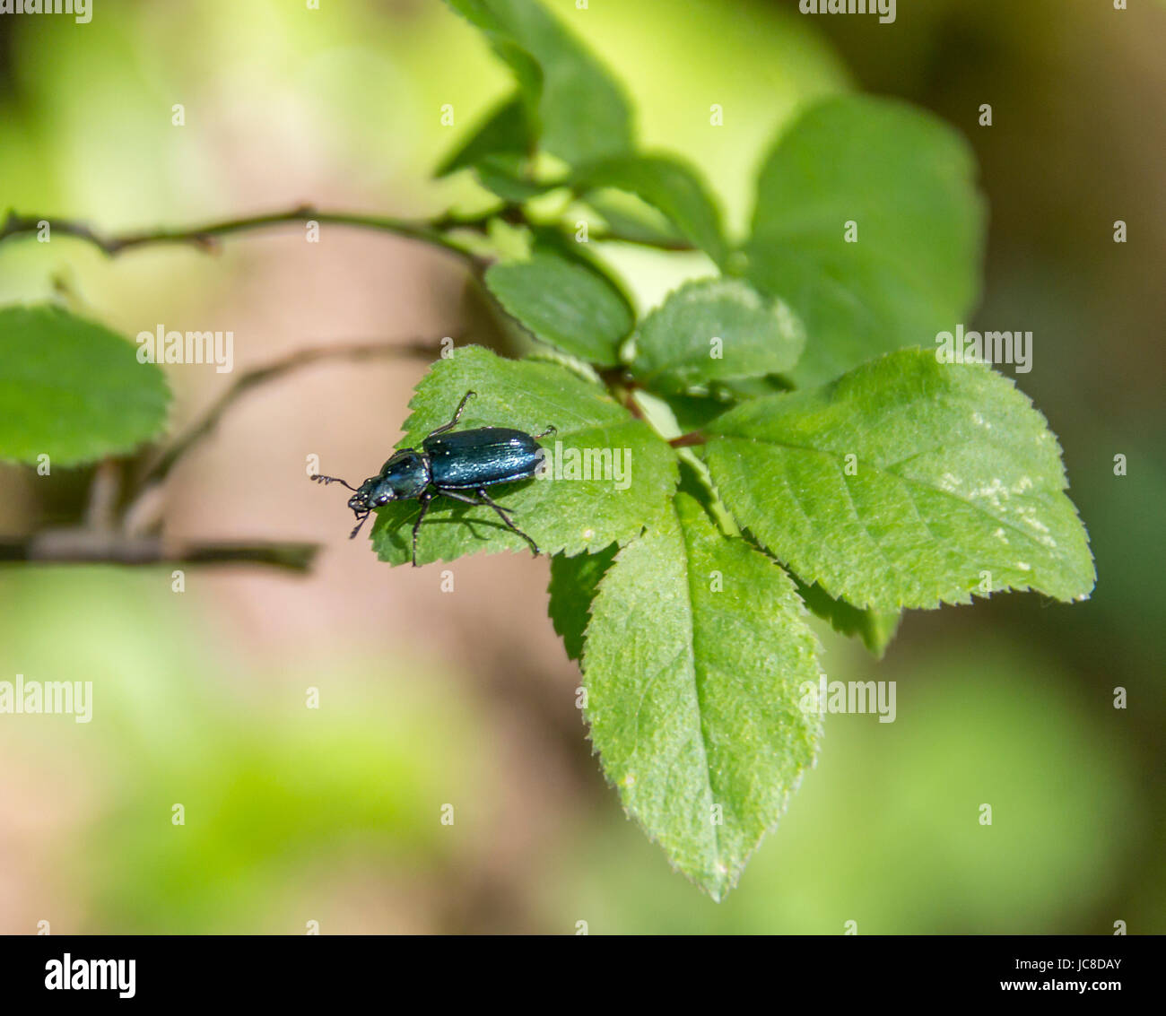 Enigmatic insect hi-res stock photography and images - Alamy
