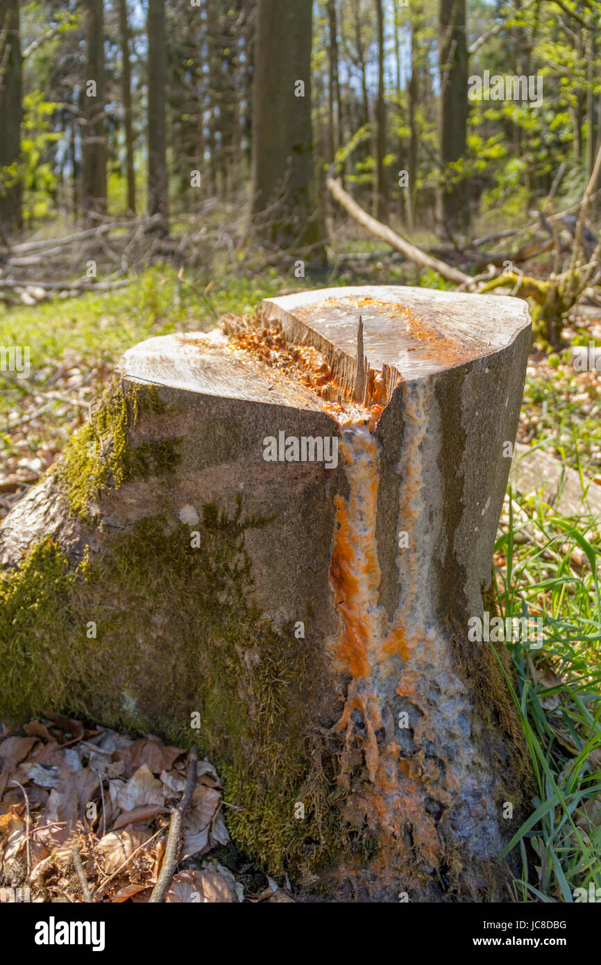 Slime flux tree hi-res stock photography and images - Alamy