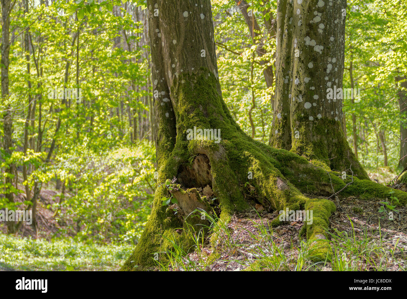 sunny illuminated forest scenery at spring time Stock Photo - Alamy
