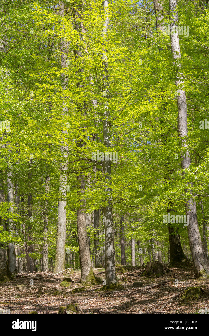 sunny illuminated forest scenery at spring time Stock Photo - Alamy