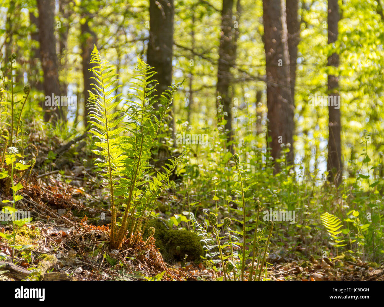 sunny illuminated forest scenery with fern fronds at spring time Stock ...