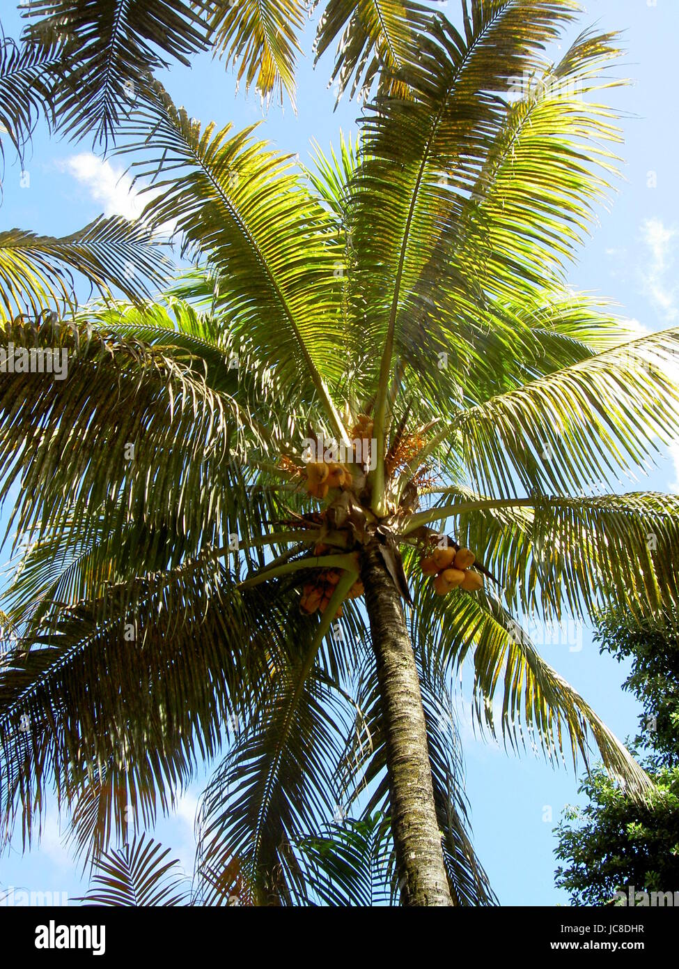 Palm Tree Mauritius Stock Photo - Alamy