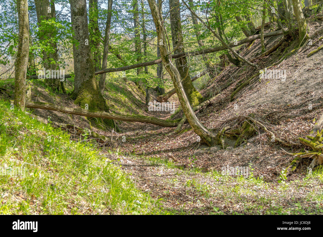 sunny illuminated forest scenery with some fallen trees at spring time ...