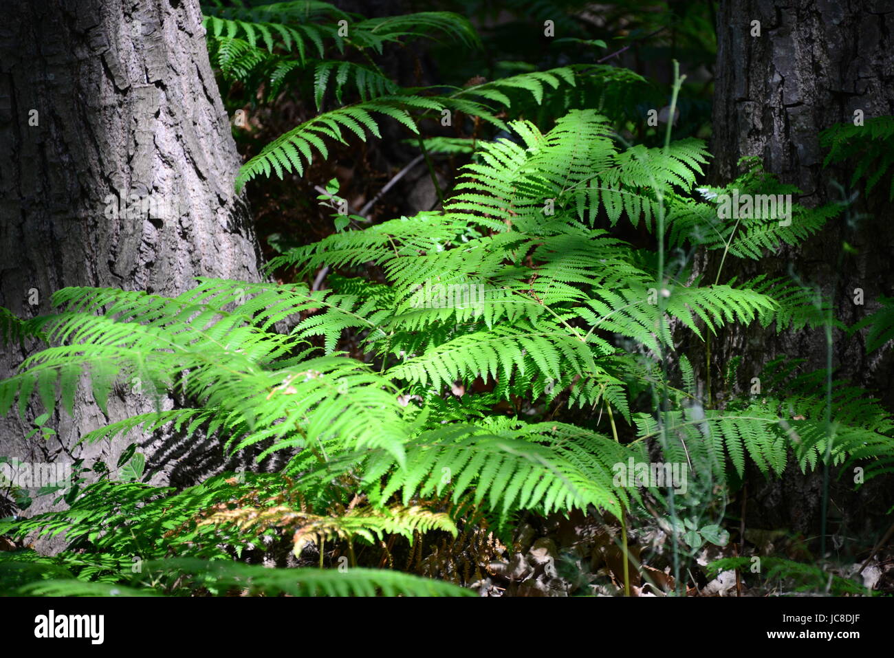 fern in the forest Stock Photo - Alamy