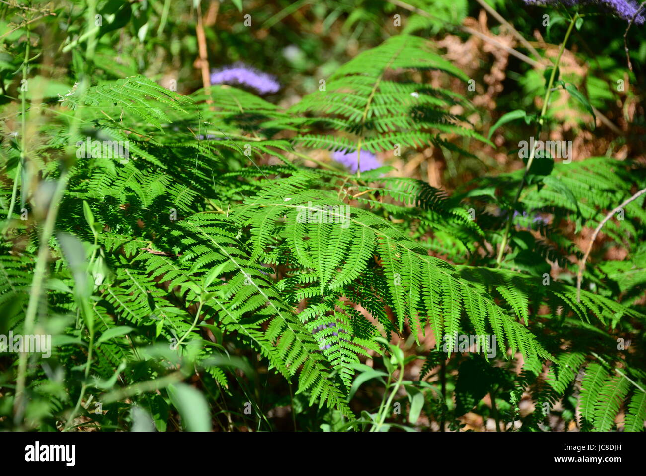 farn in the forest Stock Photo - Alamy