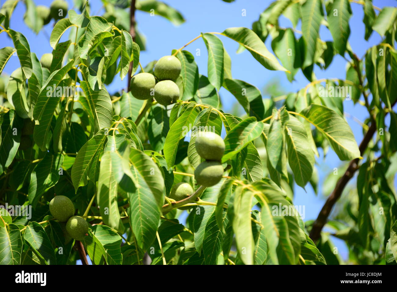 walnut tree - spain Stock Photo - Alamy