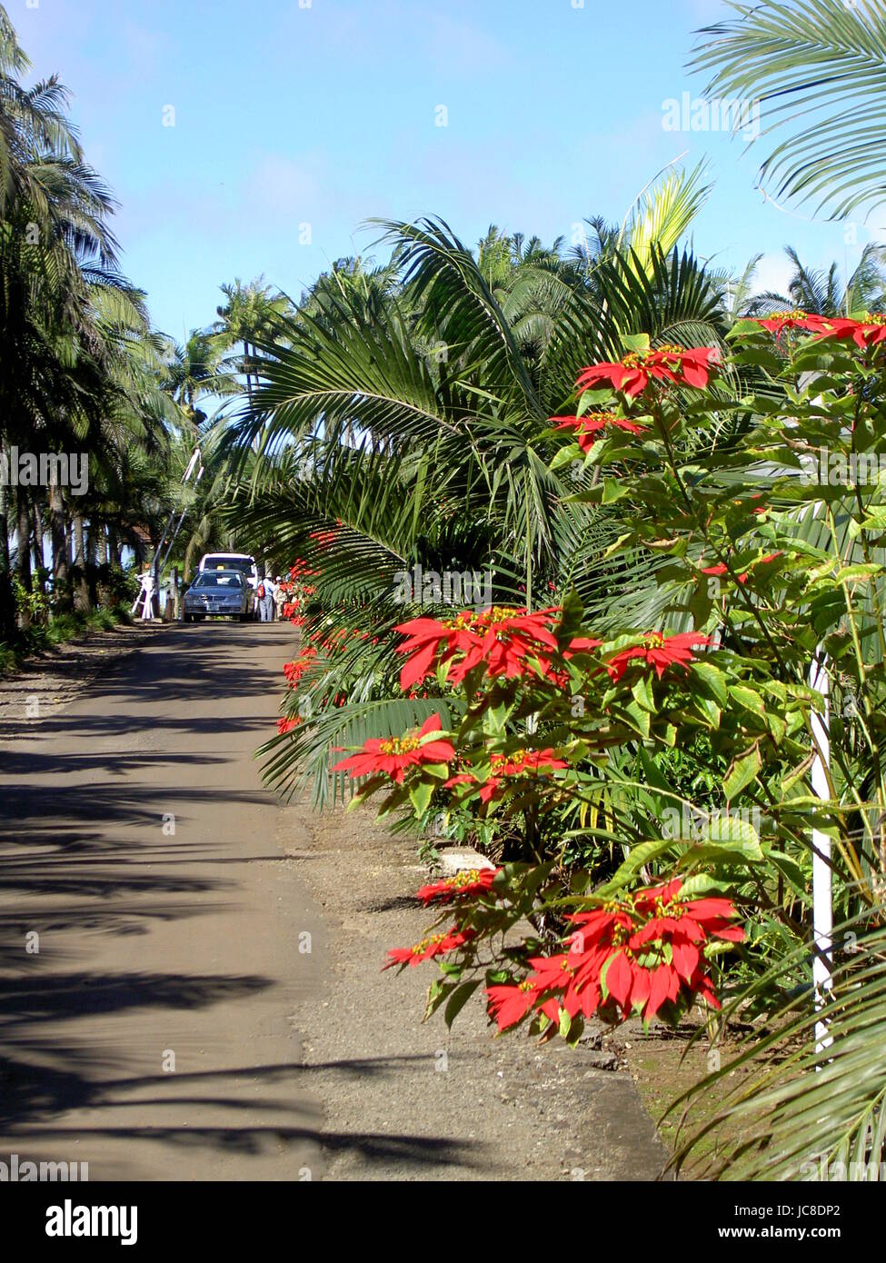 Tropical flowers on a farm in Mauritius Stock Photo - Alamy