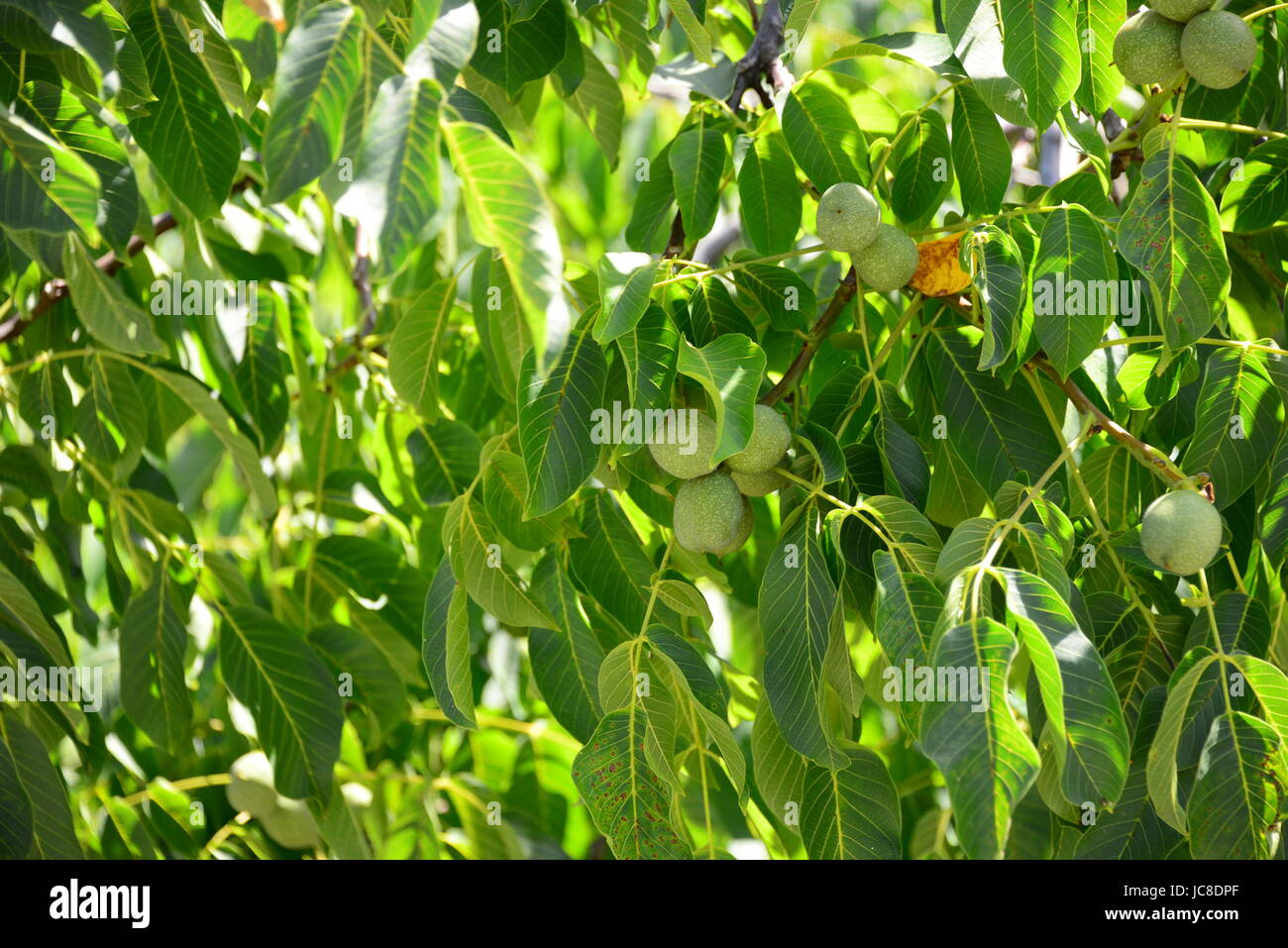 walnut tree - spain Stock Photo - Alamy