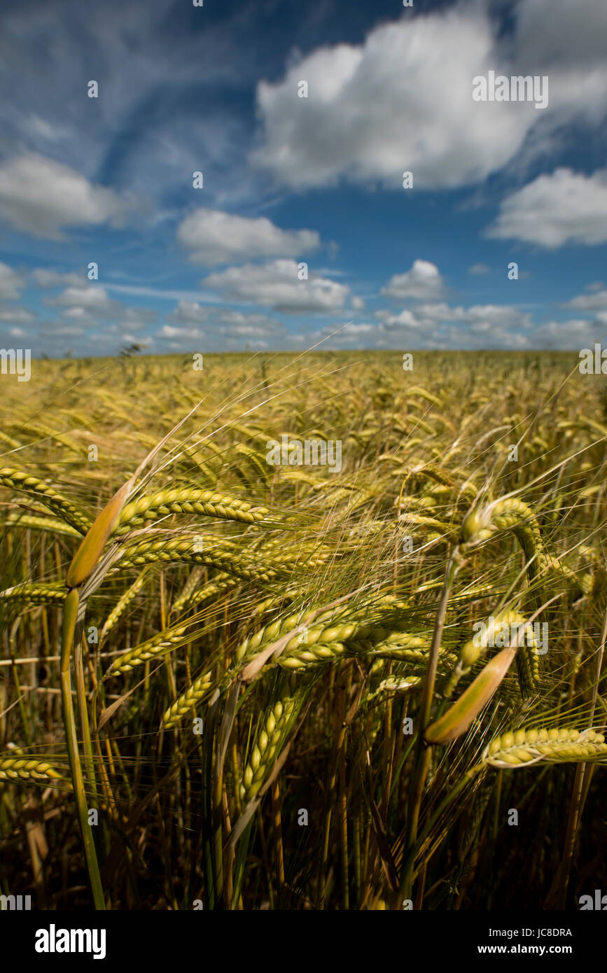 Growing barley in space hi-res stock photography and images - Alamy