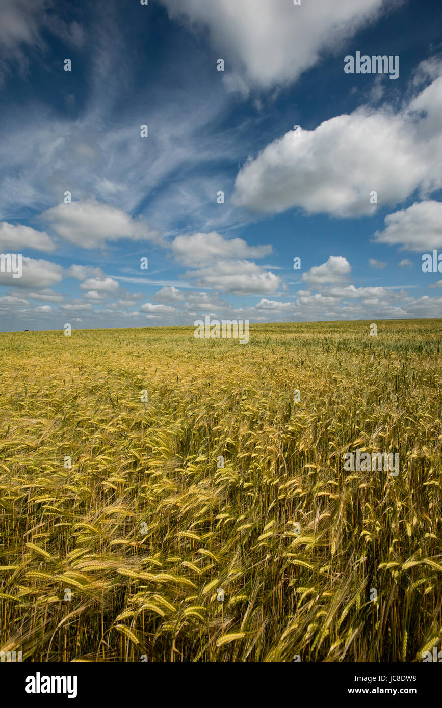 Growing barley in space hi-res stock photography and images - Alamy