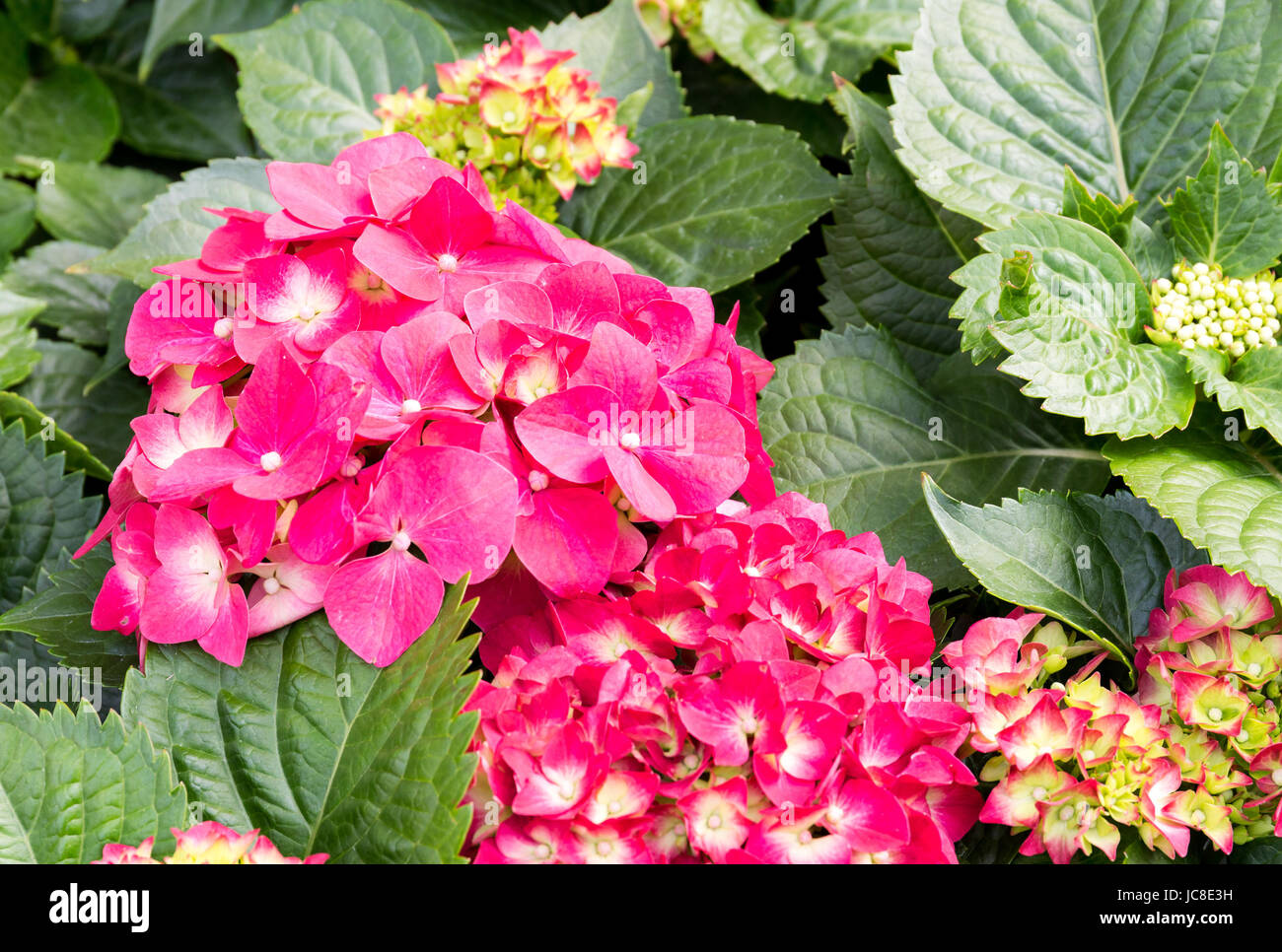 Pink hydrangea flowers Stock Photo - Alamy