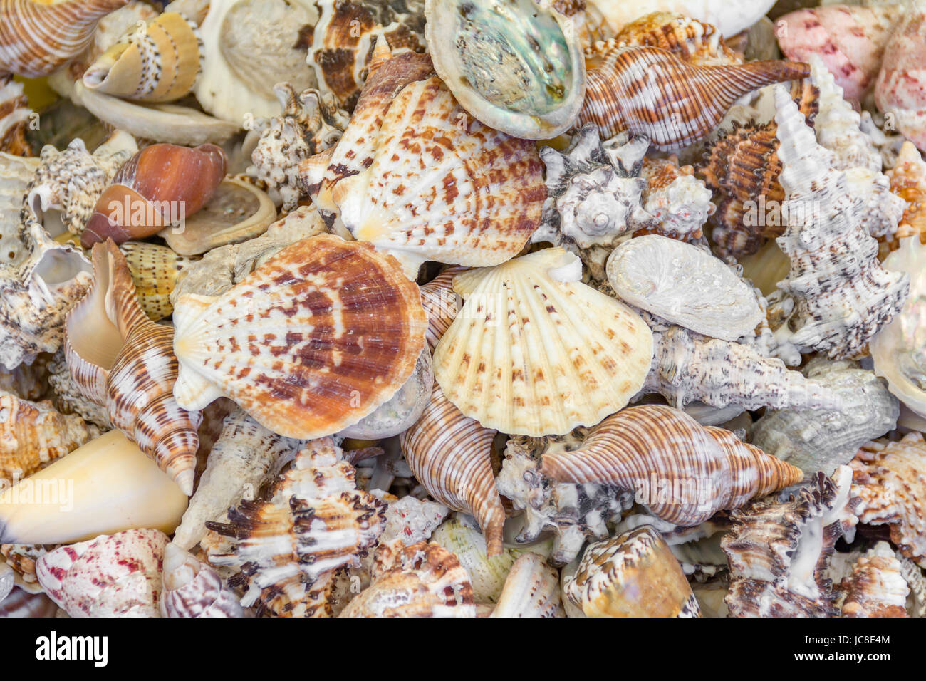 full frame high angle shot showing lots of seashells Stock Photo - Alamy