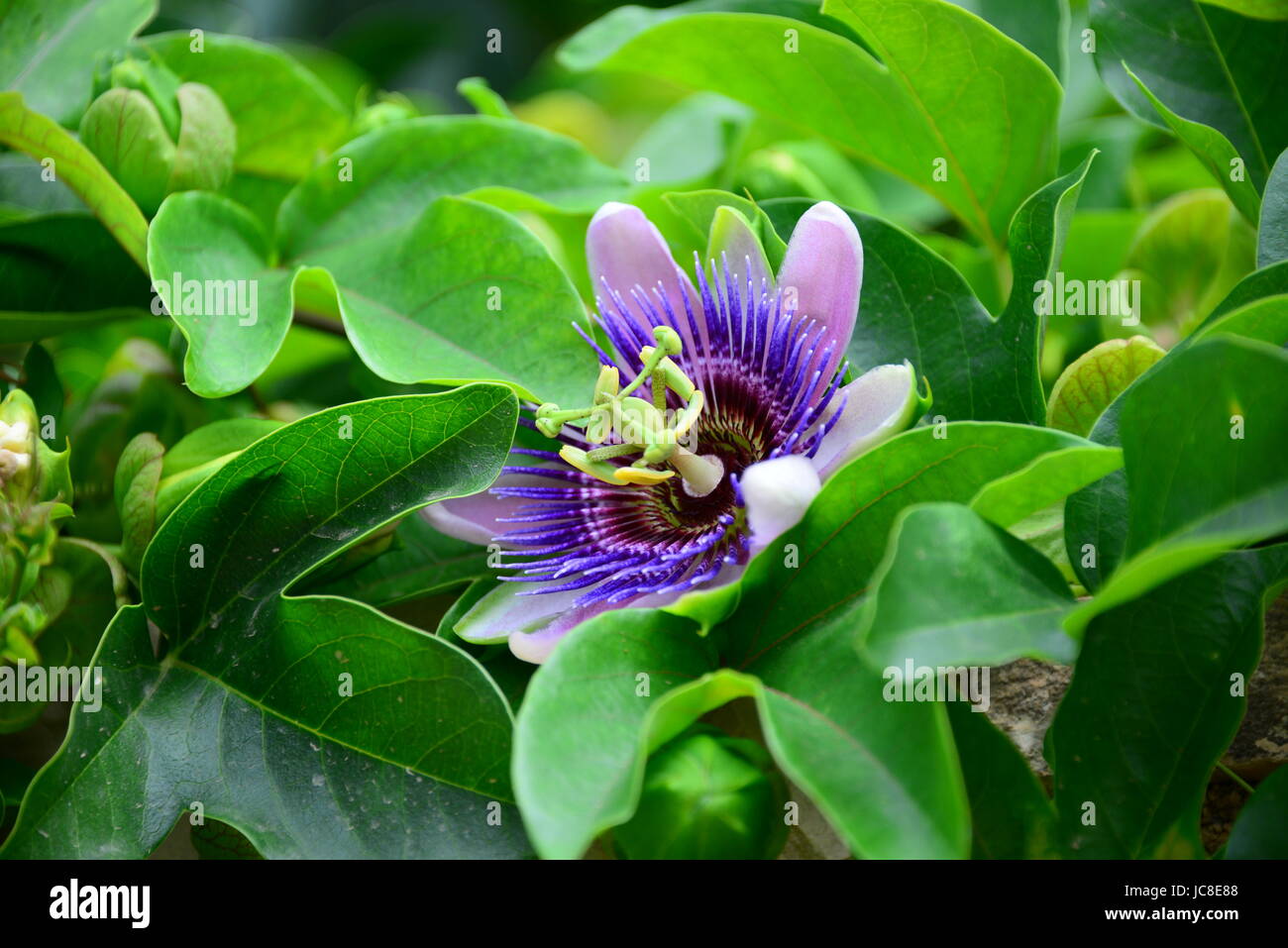 spring flowers - spain Stock Photo - Alamy