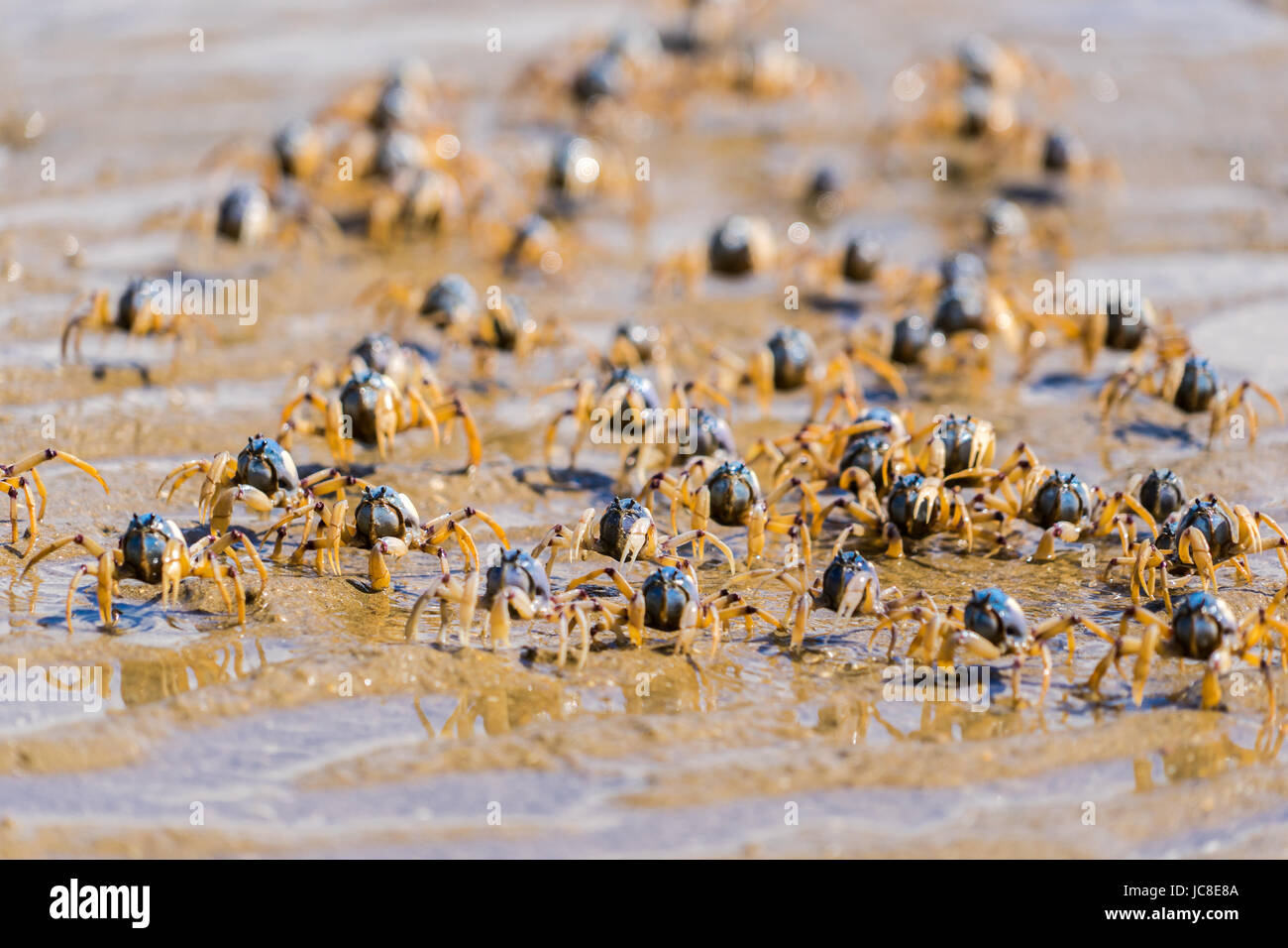 Army of soldier crabs walking hi-res stock photography and images - Alamy