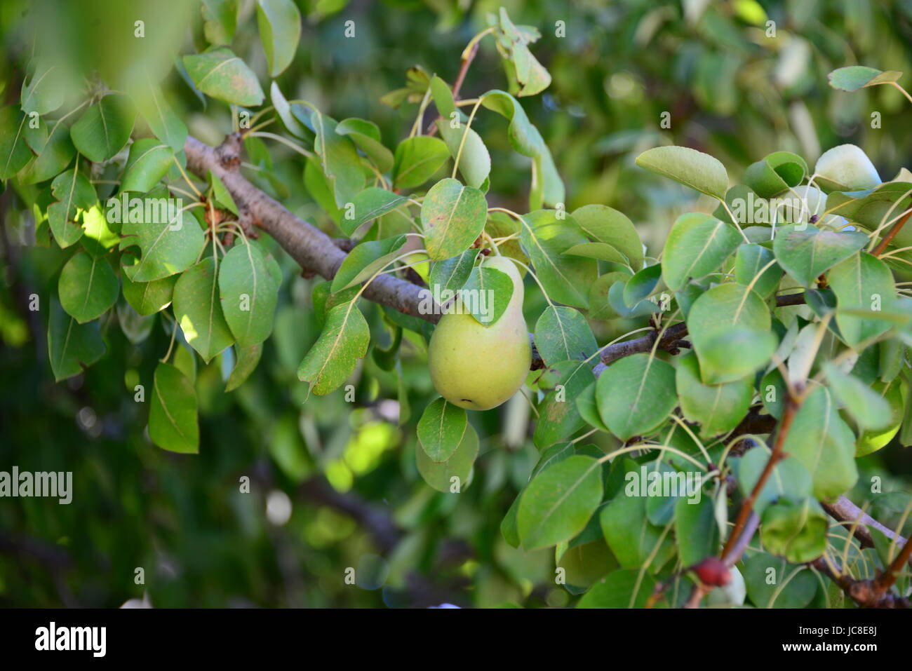 pears on tree - spain Stock Photo - Alamy