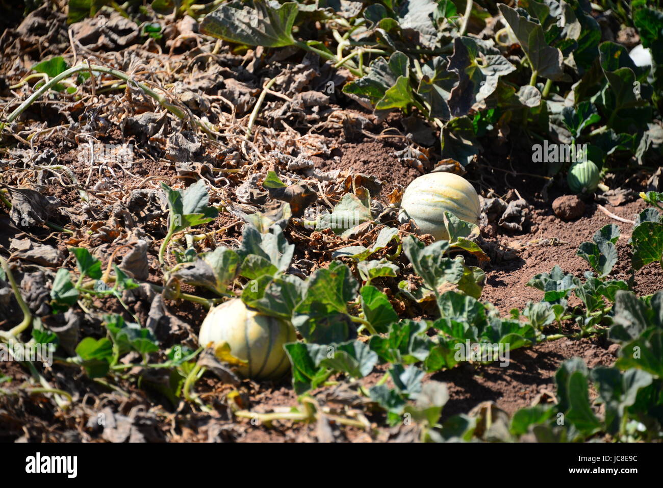 squash blossom,pumpkin,melon - spain Stock Photo - Alamy