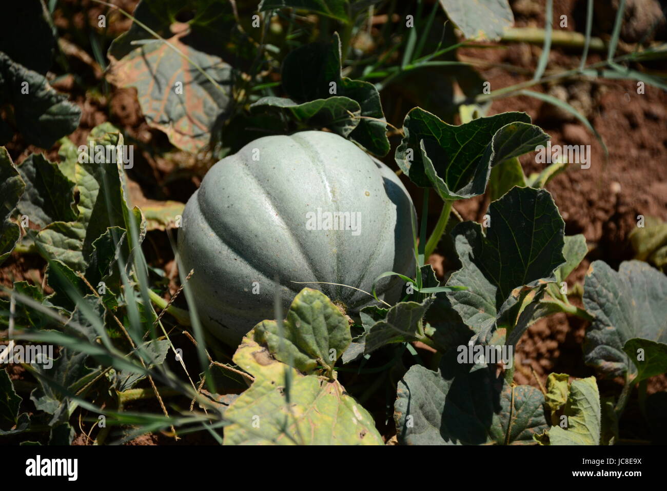 squash blossom,pumpkin,melon - spain Stock Photo - Alamy