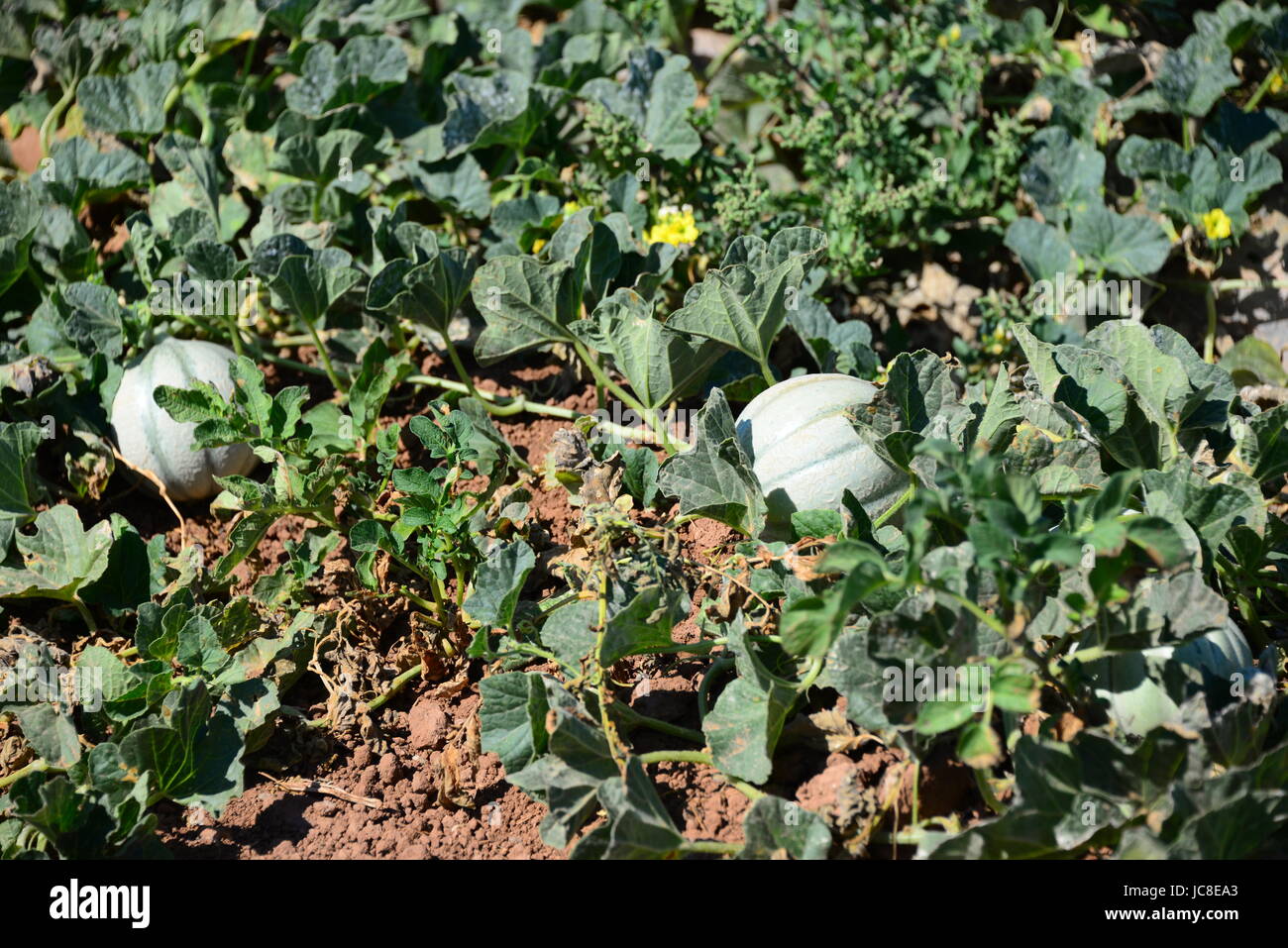 squash blossom,pumpkin,melon - spain Stock Photo - Alamy