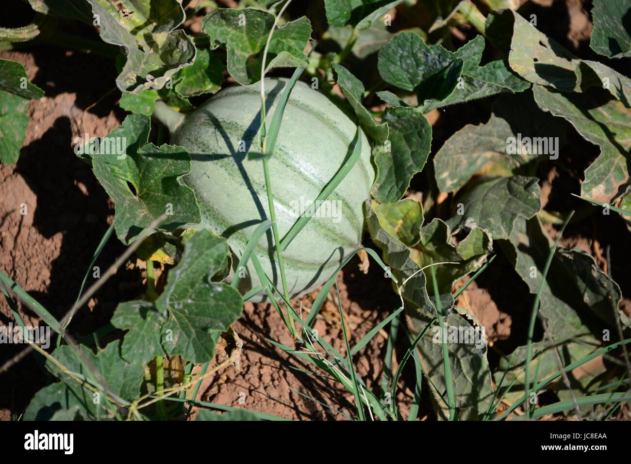 squash blossom,pumpkin,melon - spain Stock Photo - Alamy